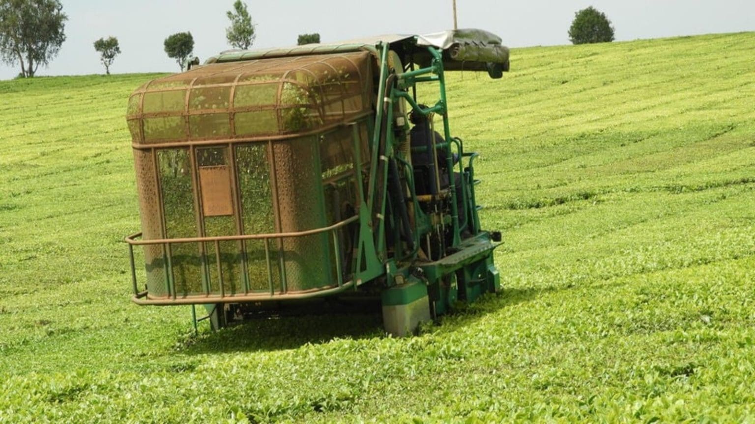 Williamson Tea Kenya and Kapchorua Tea appoint Angus Omete as Executive ...