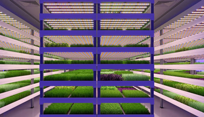 Vertical farming thrives in Emerging Europe despite challenges | Food ...