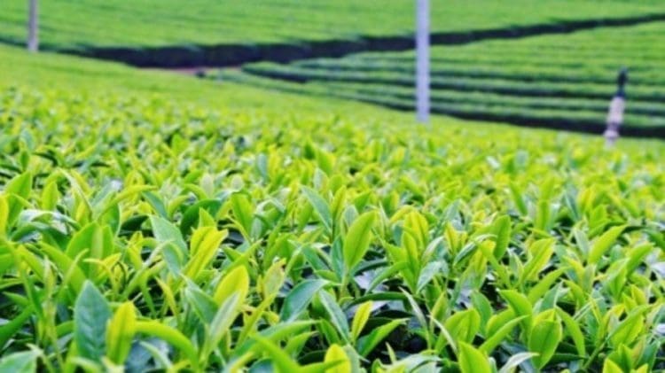 Sri Lanka targets US$2.5B in tea exports by 2030 | Food Business Middle ...