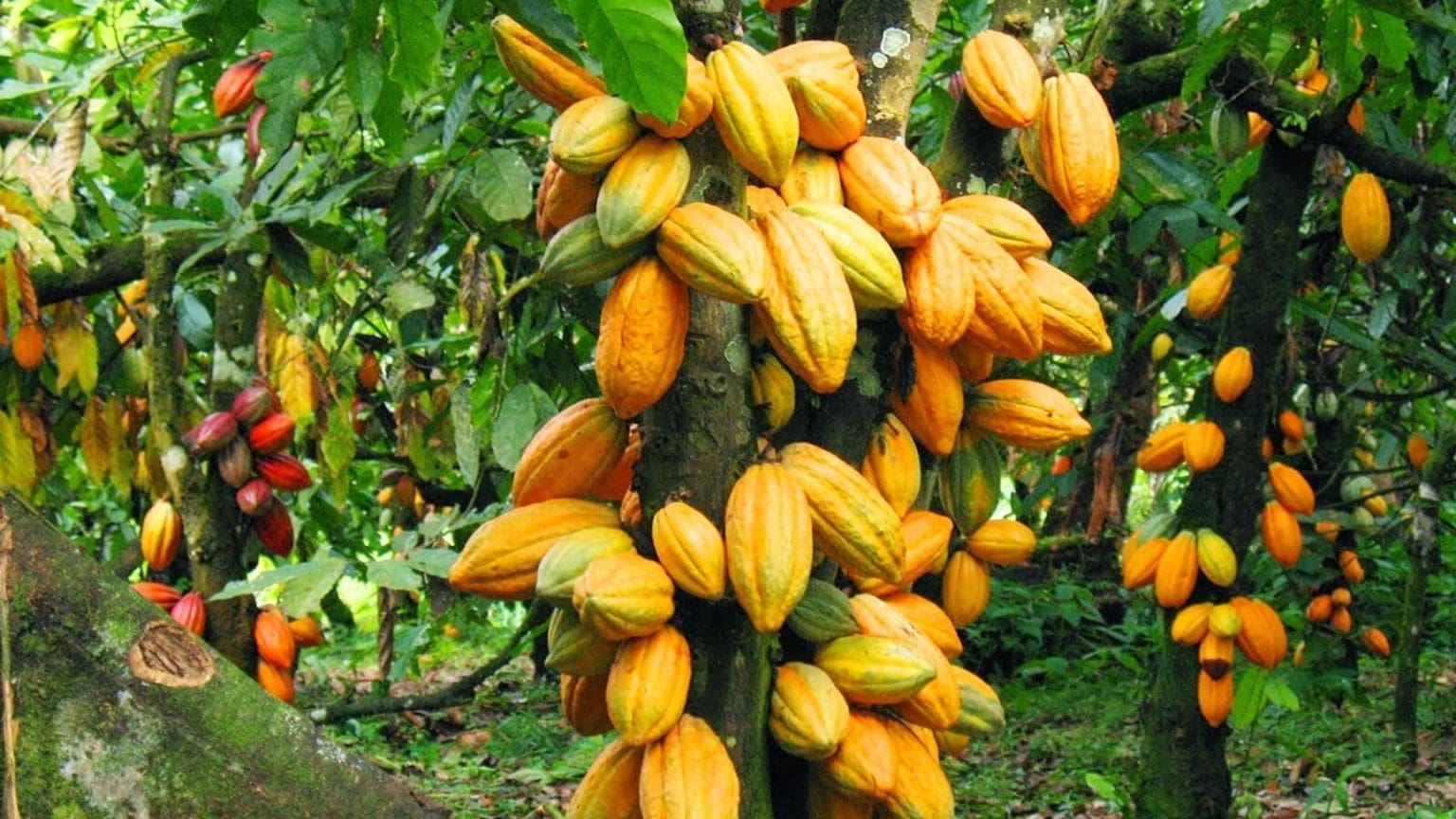 Ghana Cocoa Board targets 650,000 tonnes cocoa output for 2025/2026 ...