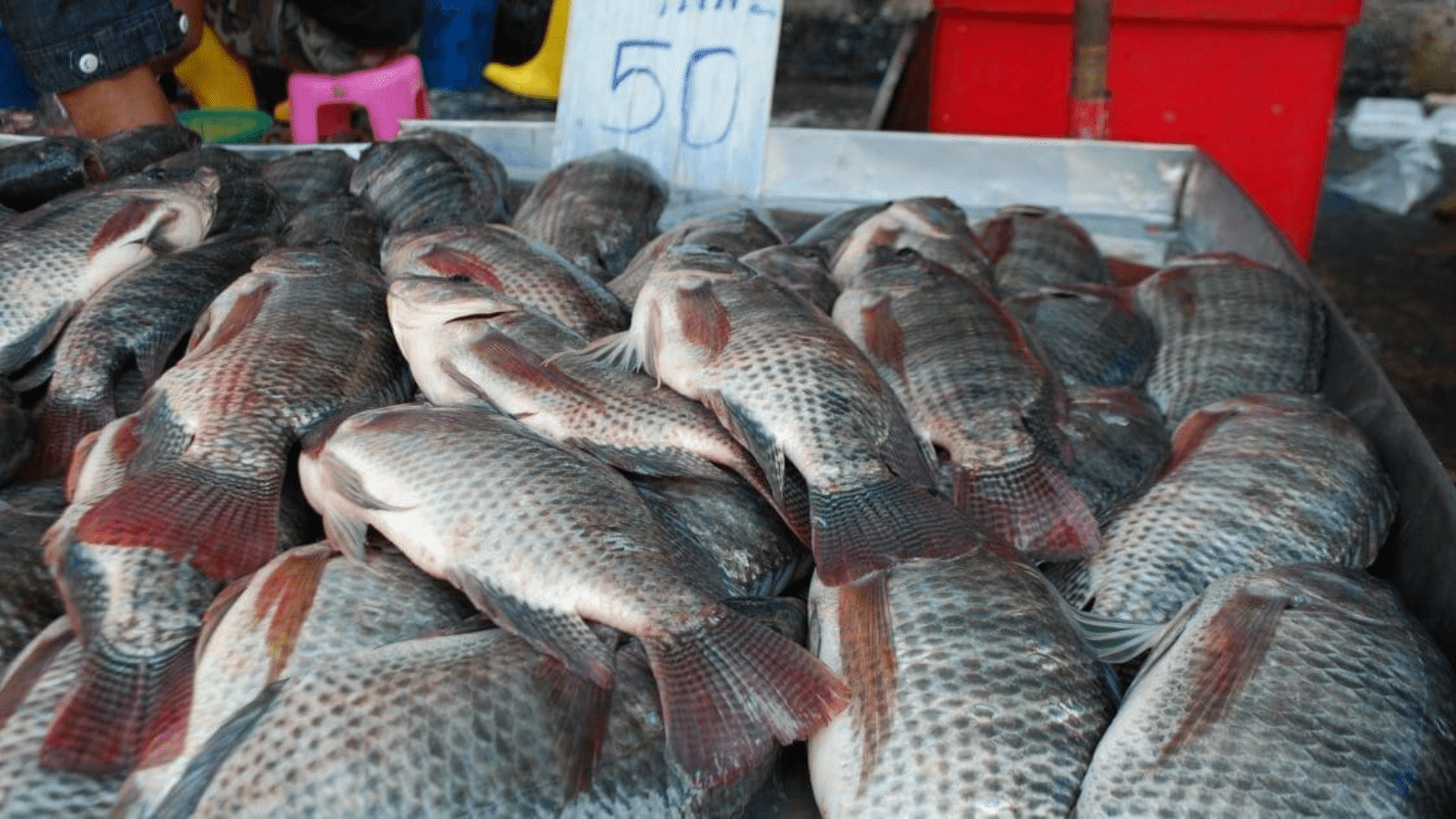 South African Albacore Tuna fishery achieves landmark MSC certification ...