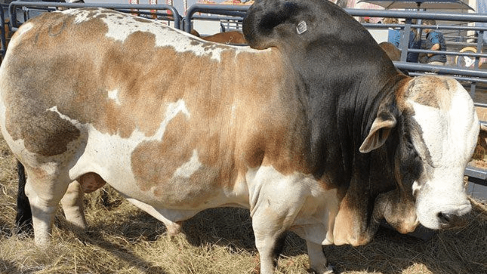 Zimbabwean rancher sets new record with US$444,000 Boran bull purchase ...