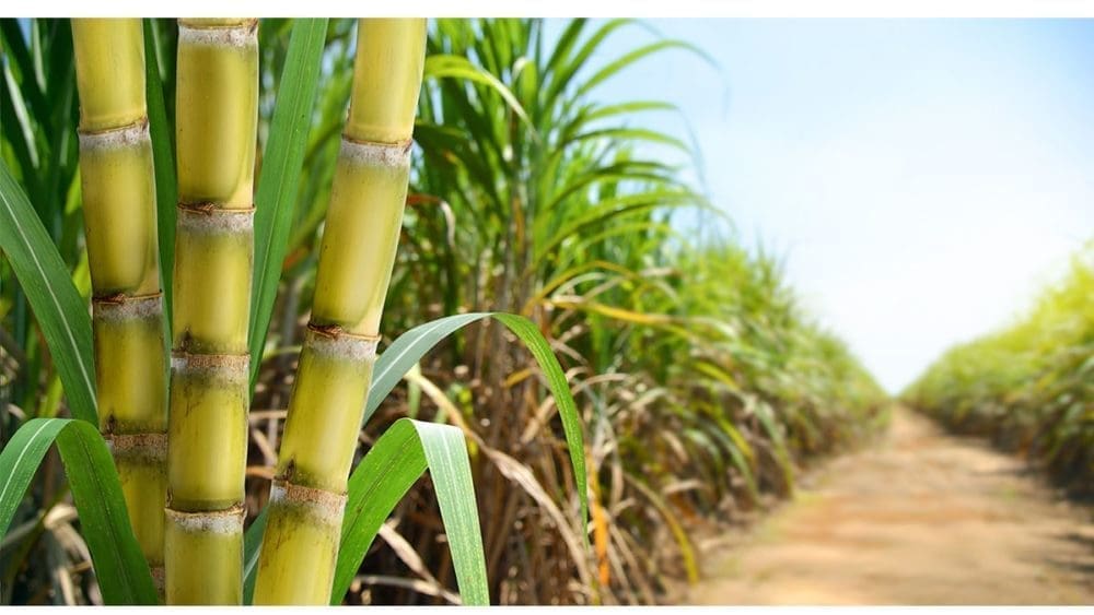 Nu Agri Asia to invest US$250M in Ghana’s sugar, agro-processing sector ...