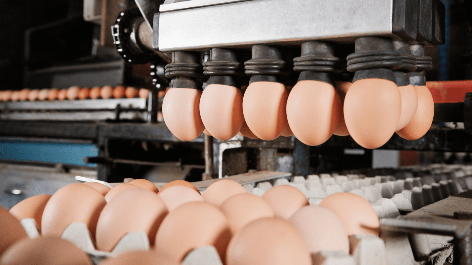 Gauteng launches Egg Master Plan with new packing station in West Rand ...