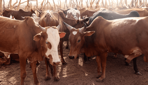 2 Sisters Food Group sells Hook2Sisters poultry business to Boparan ...