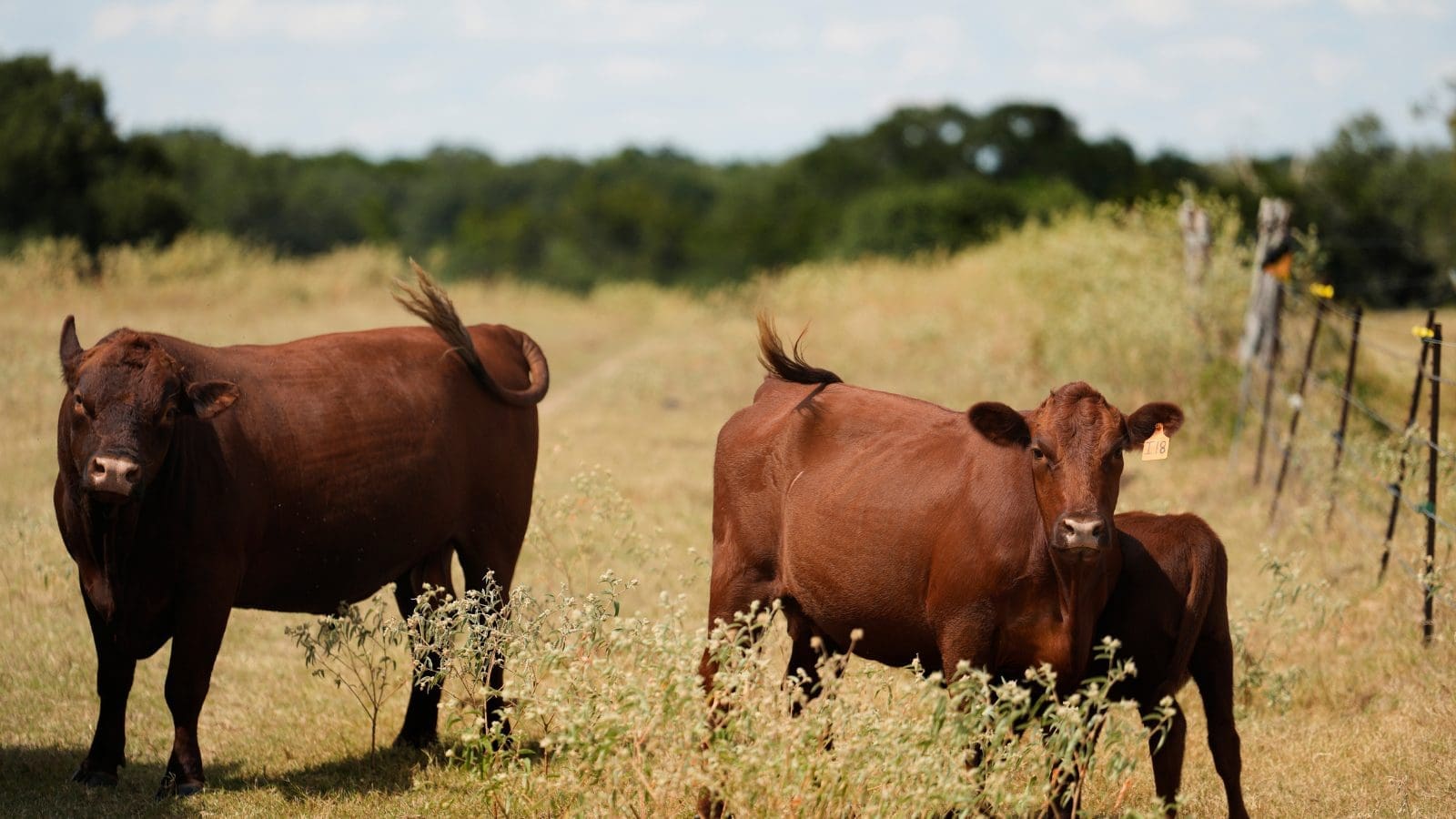 South Africa explores vaccine partnerships as Foot-and-Mouth disease ...