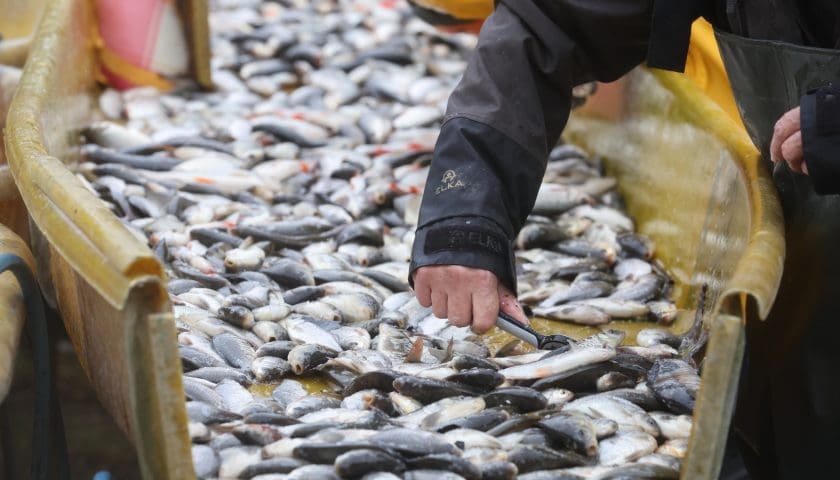 Türkiye records highest-ever fish output as exports reach US$2 billion ...