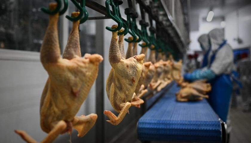 Libya inaugurates automated poultry slaughterhouse in Al-Bayda | Food ...