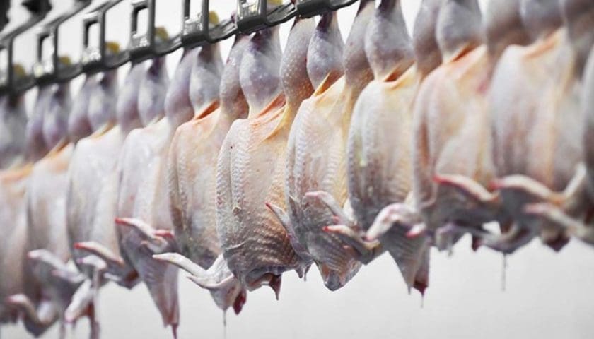 Morocoo's Zalar Holding expands from poultry to agribusiness operations ...
