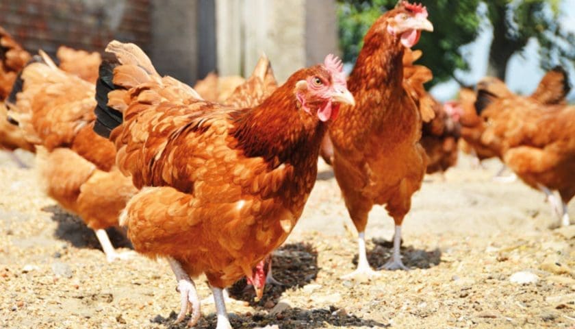 South Africa poultry sector challenges US chicken quota in court over ...
