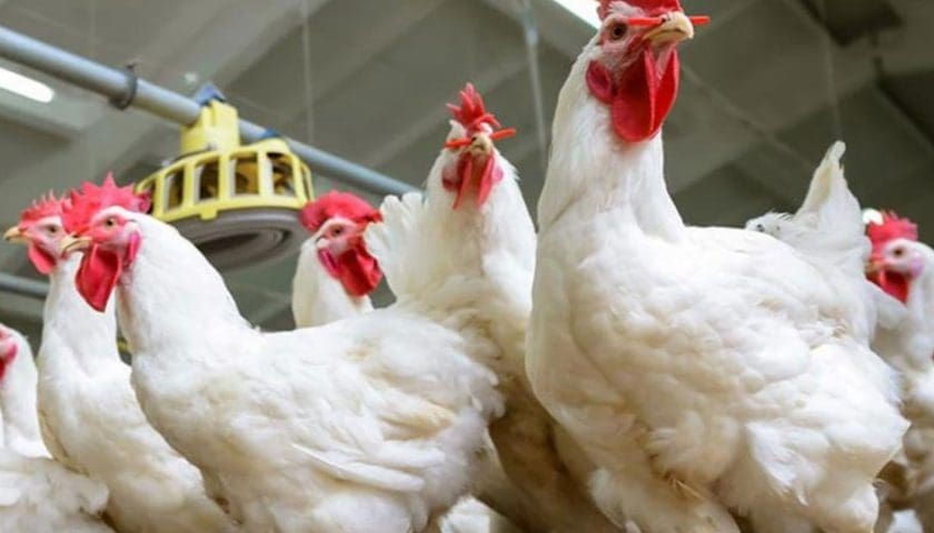 Cairo Poultry shares fall after Q1 profit drops nearly 38% | Food ...