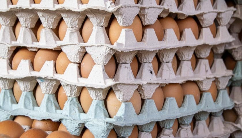 India's SKM Egg Products to invest US$48M in poultry expansion | Food ...